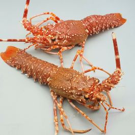 Langouste Rose x2