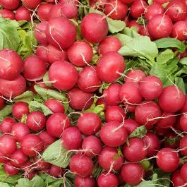 Radis rose BOTTE