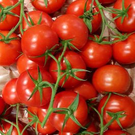 Tomate Grappe France